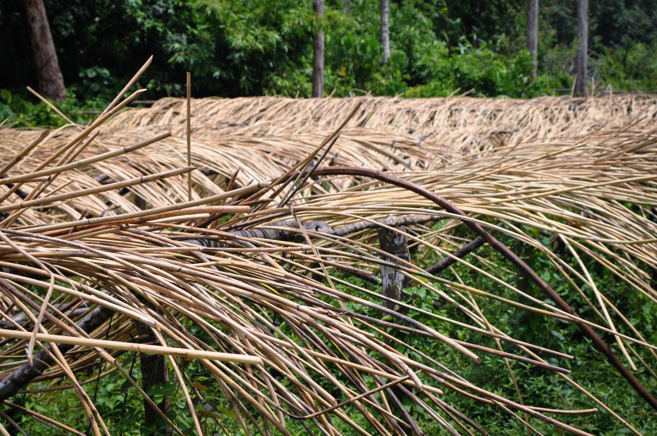 Rotan Tanaman Khas Indonesia Yang Semakin Menipis - Mantera